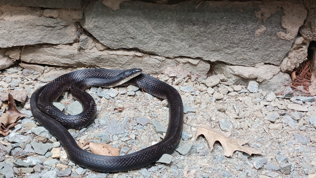 Eastern/Gray Ratsnake Complex from Paupack Township, PA, USA on July 23 ...