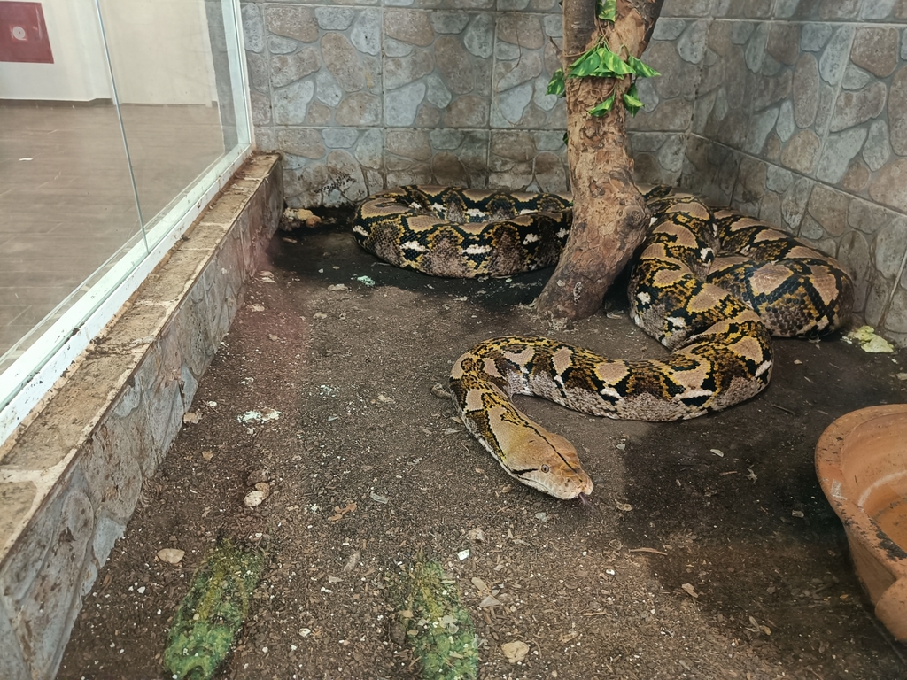 Reticulated Python in August 2022 by Marko Keltomäki · iNaturalist