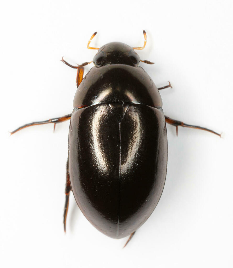 Tropisternus blatchleyi in July 2023 by Chris Rorabaugh · iNaturalist