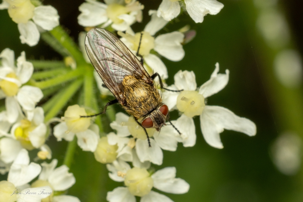 Calyptrate Flies from 77690 La Genevraye, France on July 22, 2023 at 10 ...