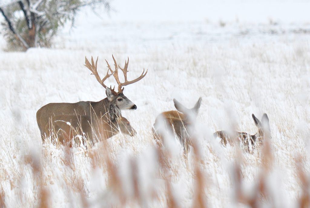 Rocky Mountain Mule Deer from Davis County, UT, USA on November 10 ...