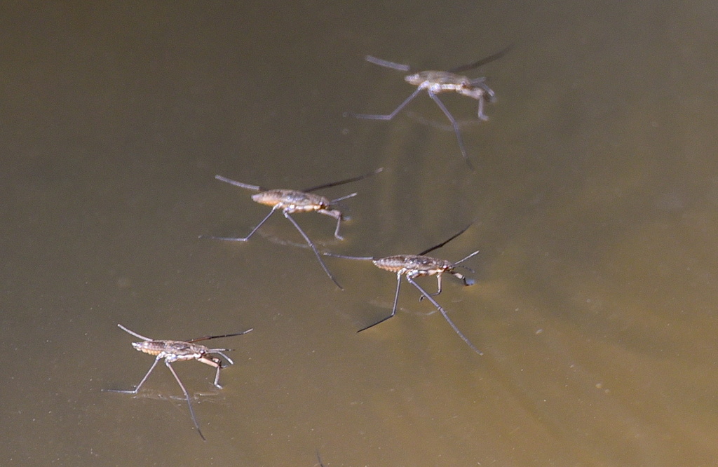Common Water Strider from Range Rd 42A, Cochrane, AB, CA on July 23 ...