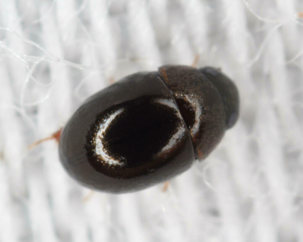 Paracymus in July 2023 by Chris Rorabaugh · iNaturalist