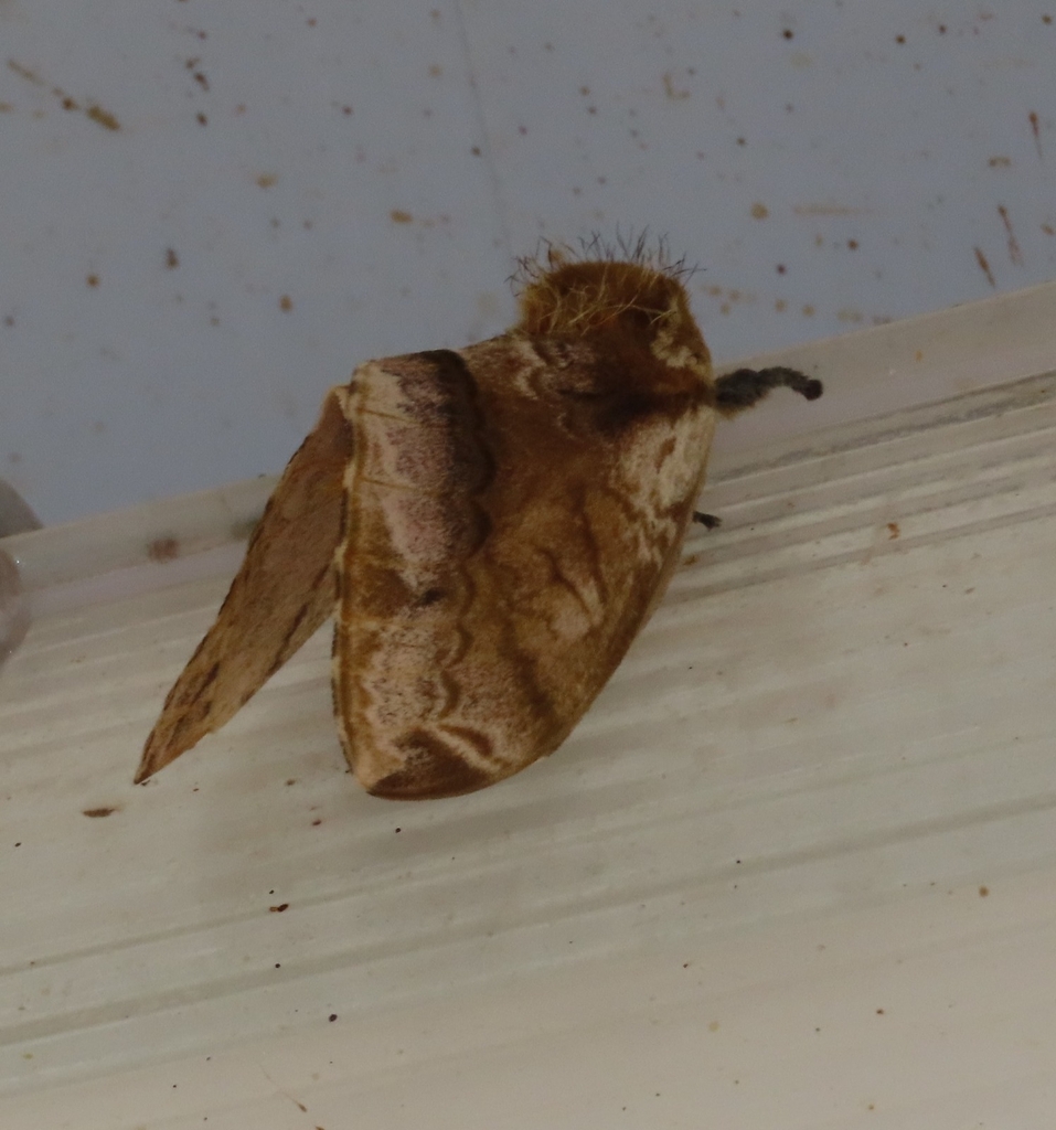 Molippa from Lajas Adentro, Panamá on July 21, 2023 at 09:13 AM by ...