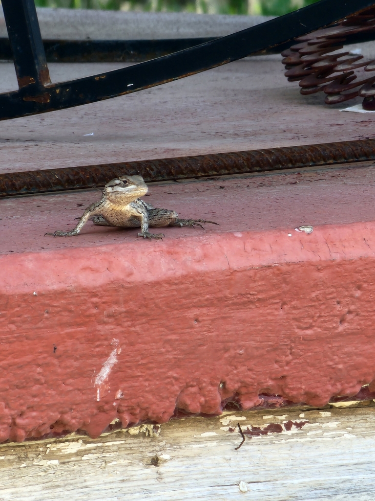 Texas Spiny Lizard from Del Rio, TX 78840, USA on May 9, 2023 at 04:20 ...