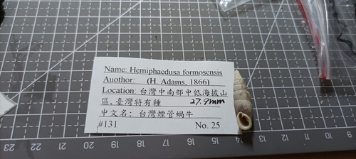 Formosana formosensis · iNaturalist