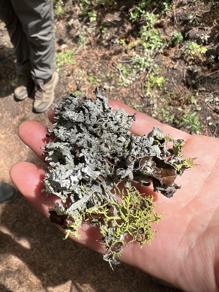 Brown-eyed Wolf Lichen from Bogus Basin, Boise, ID, US on July 23, 2023 ...