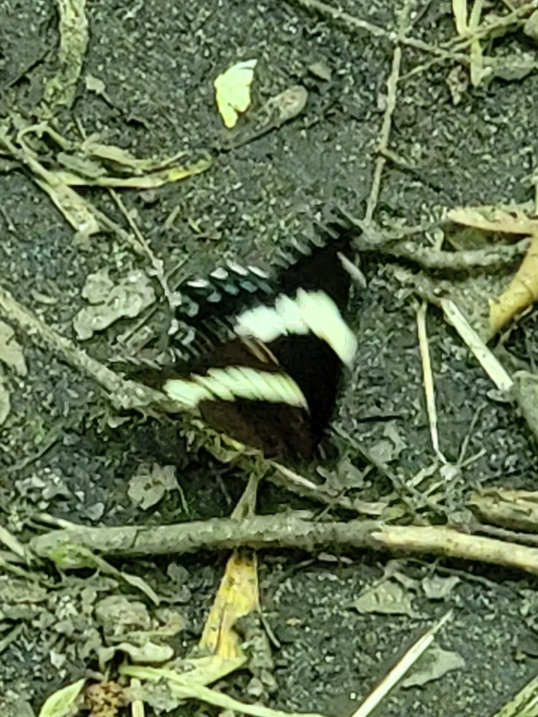 American White Admiral from Mer Bleue Bog on July 23, 2023 at 12:00 PM ...