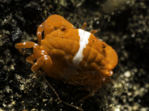 Genus Bruciana · iNaturalist