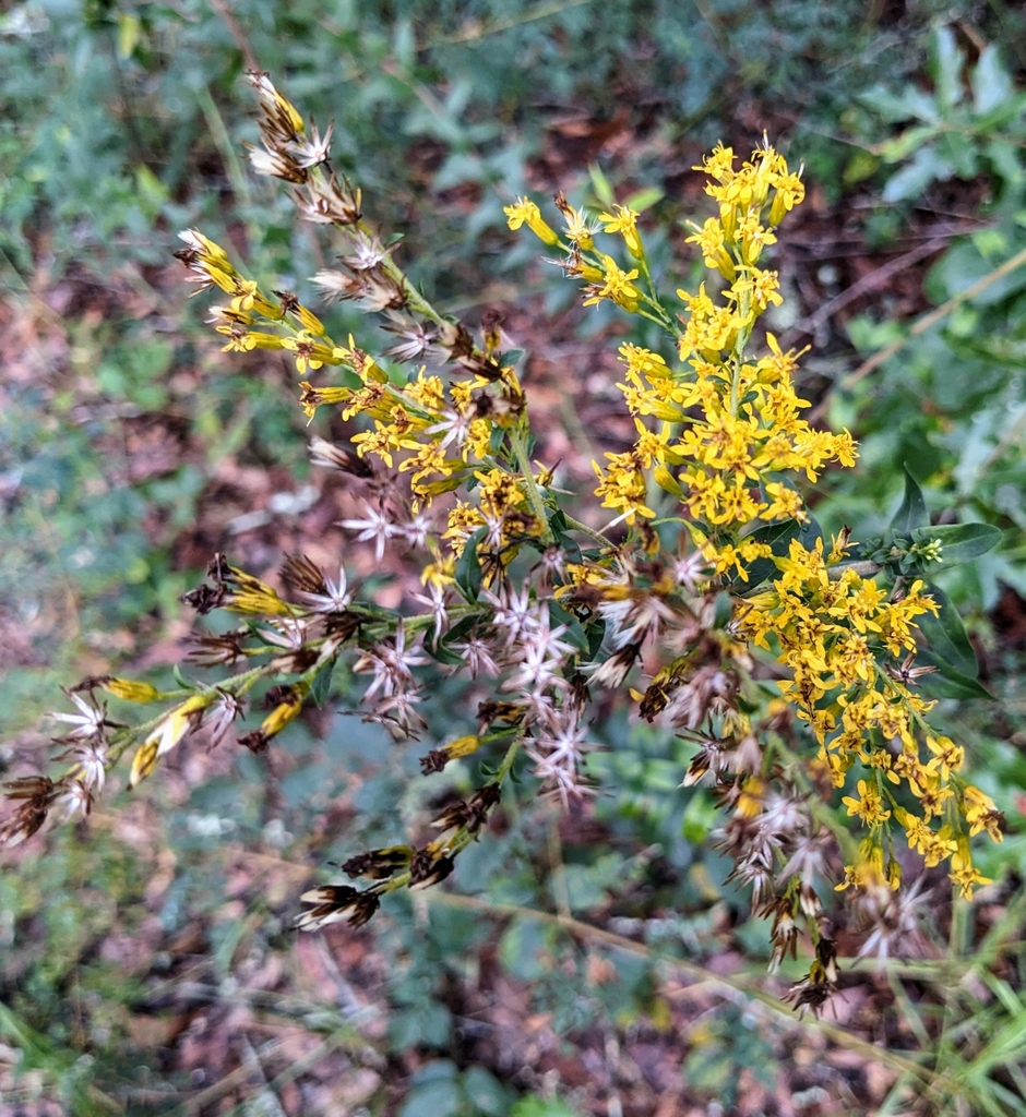 goldenrods from Silver Springs, FL 34488, USA on July 23, 2023 at 07:33 ...