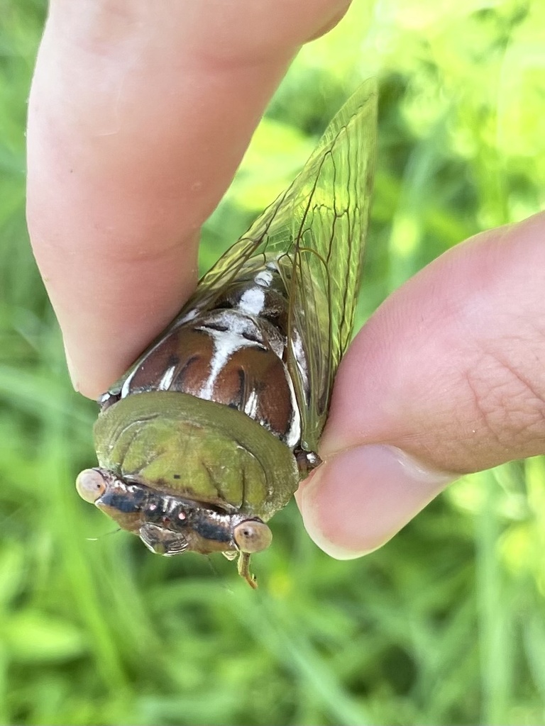 Walker's Annual Cicada from River Plantation, Conroe, TX, US on July 21 ...