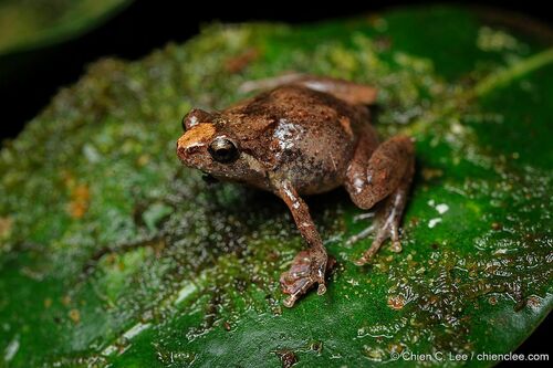 Celebes Cross Frog (Oreophryne celebensis) · iNaturalist