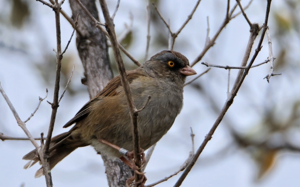 Volcano Junco from Orosi, Provincia de Cartago, Paraíso, Costa Rica on ...