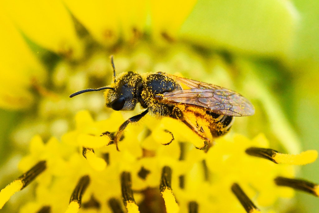 Ligated Furrow Bee from Cedar Niles (Future), Olathe, KS, US on July 21 ...