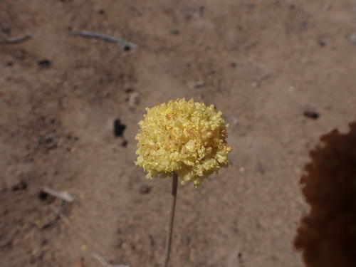 galash's Identifications · iNaturalist