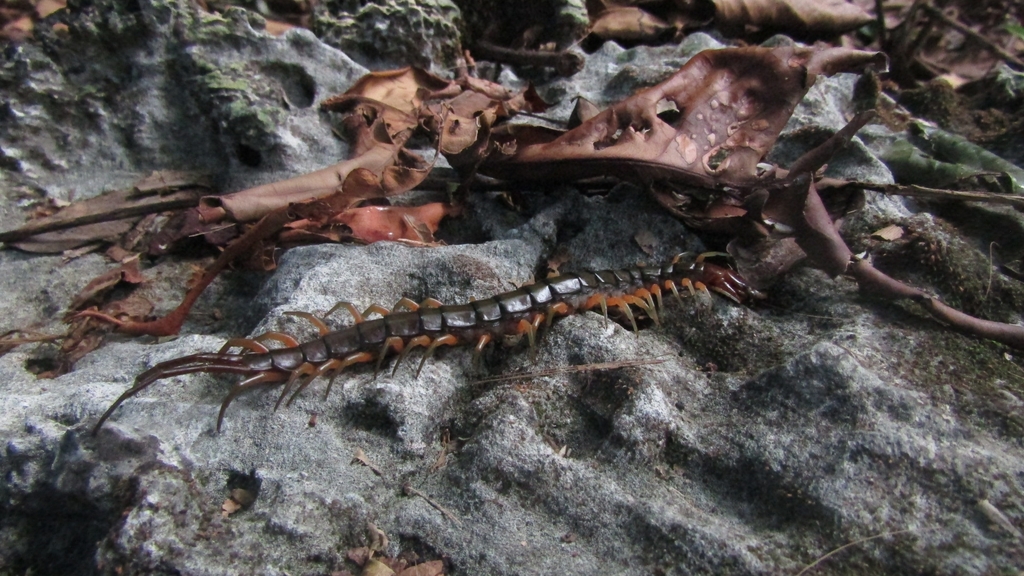 Pacific Giant Centipede from Ujung Kulon National Park on June 29, 2023 ...