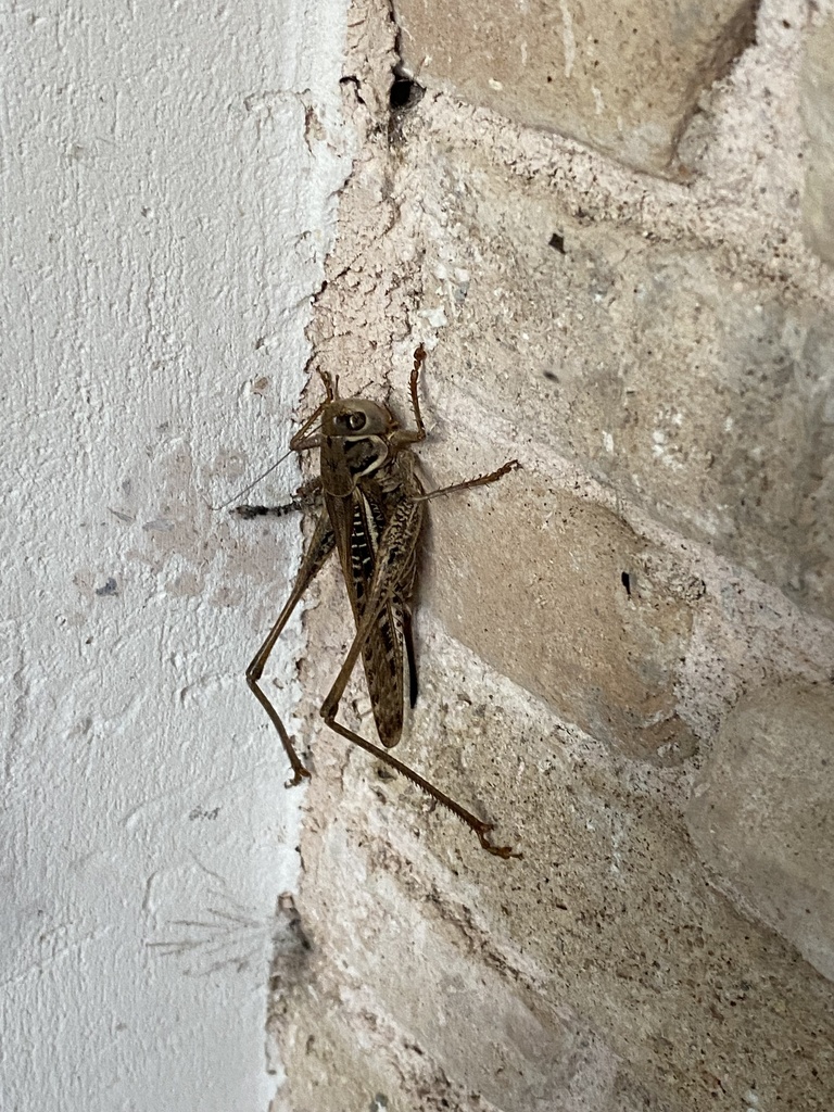 White-faced Bush-cricket from Μιλτιάδου, Drafi, Attiki, GR on July 24 ...