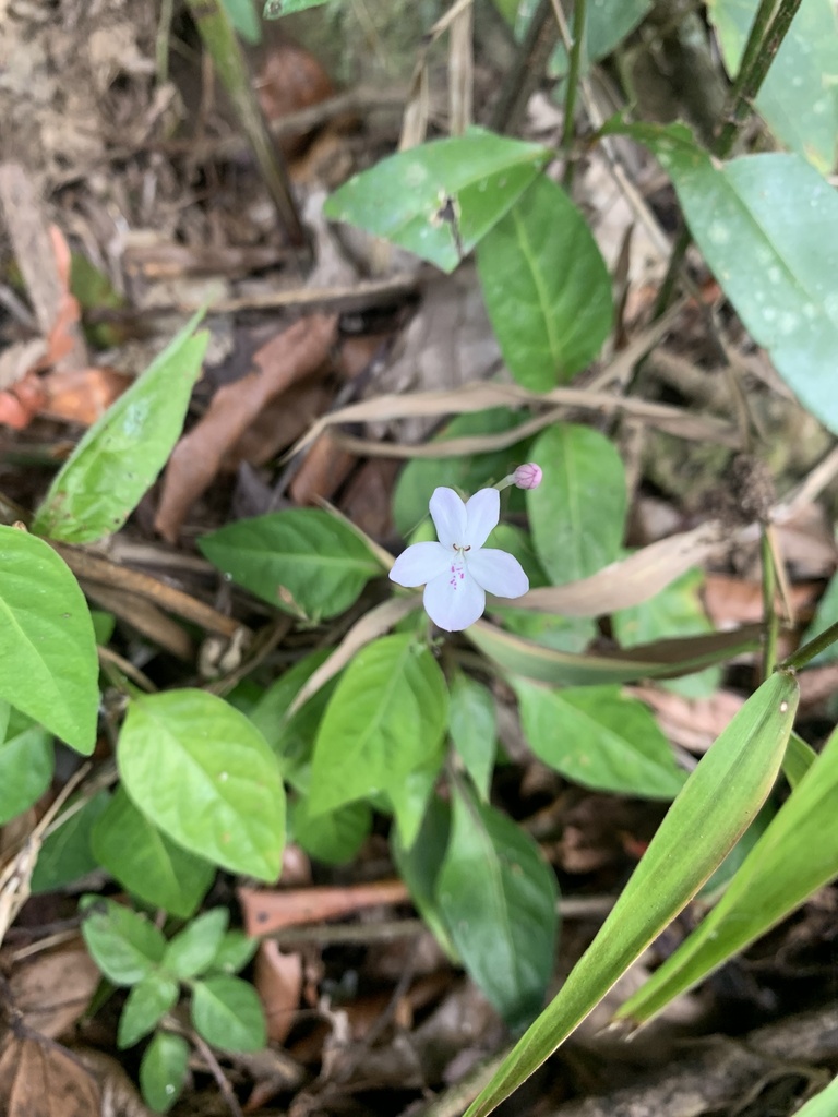 Pastel Flower from Daintree National Park, Cape Tribulation, QLD, AU on ...
