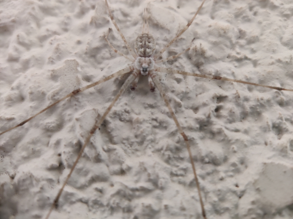 Two-tailed spiders from Temple Terrace, Before Railway Crossing, H3W2 ...