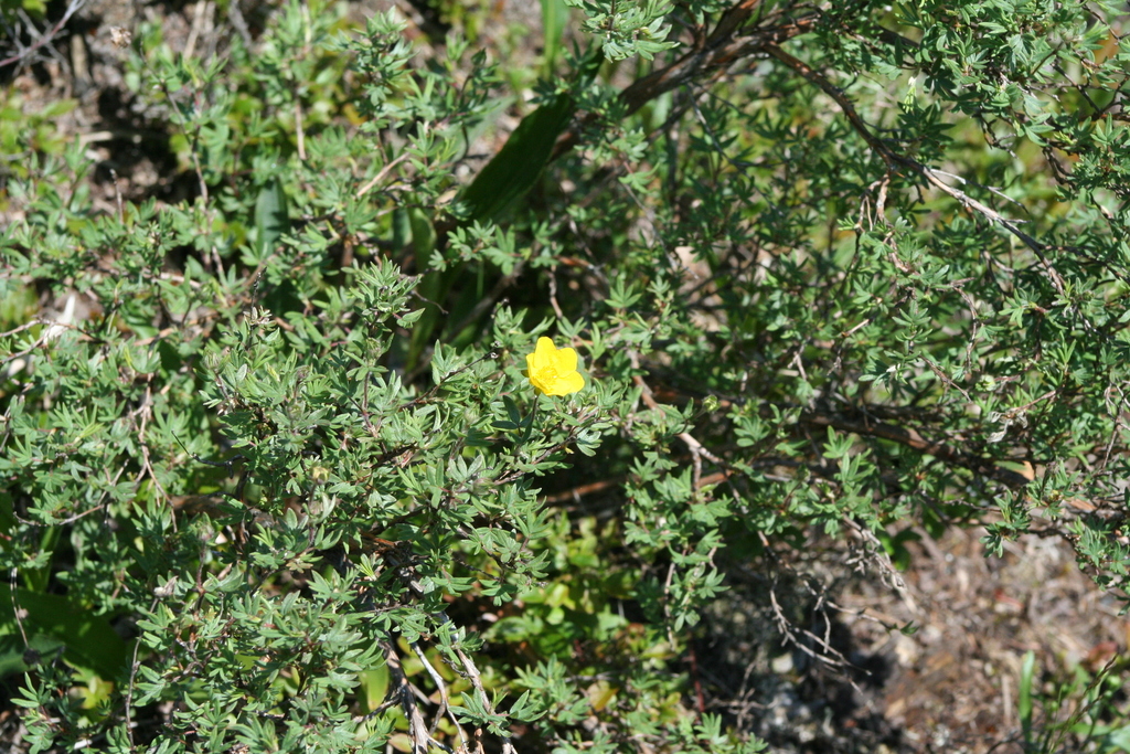 shrubby cinquefoil from Heron Bay, ON P0T 1R0, Canada on July 04, 2008 ...