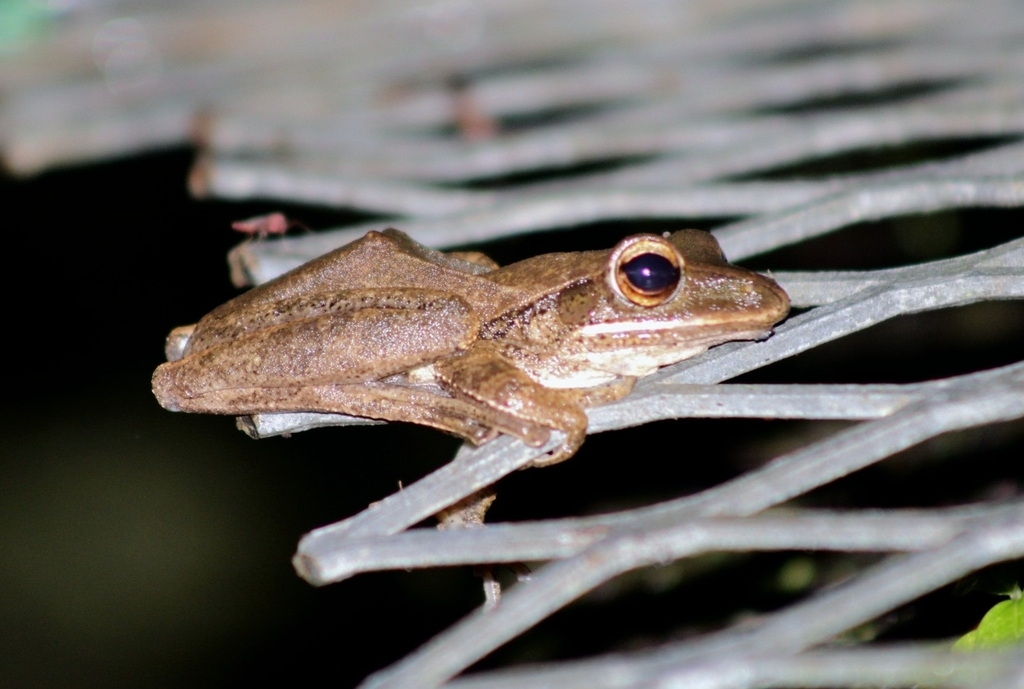Common Southeast Asian Tree Frog from Zakimi River Walk Park on July 22 ...