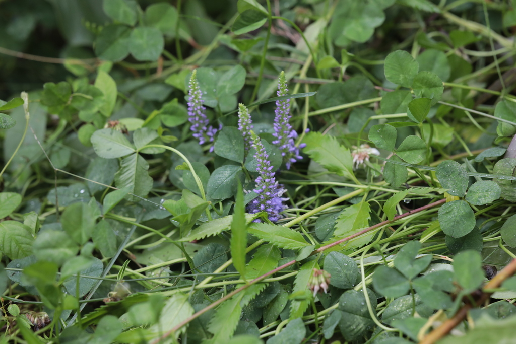 Veronica rotunda from 吉林省延边朝鲜族自治州安图县二道白河镇 邮政编码: 133613 on July 10, 2023 ...