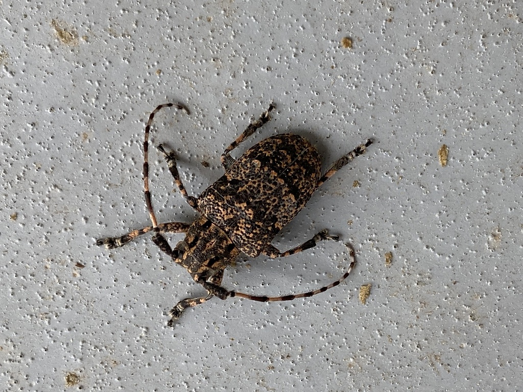 Mesosa myops japonica from Koriyama City Nishita Gakuen, Koriyama ...