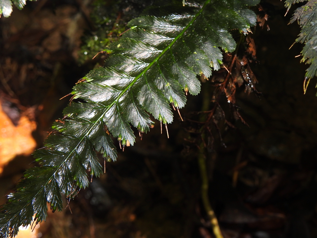 Cephalomanes laciniatum in July 2023 by 陳慧珠 · iNaturalist