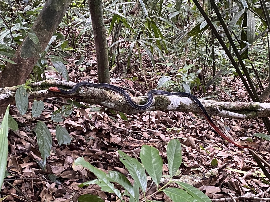 Red-headed Krait from Khao Phanoen Thung, Kaeng Krachan, Phetchaburi ...