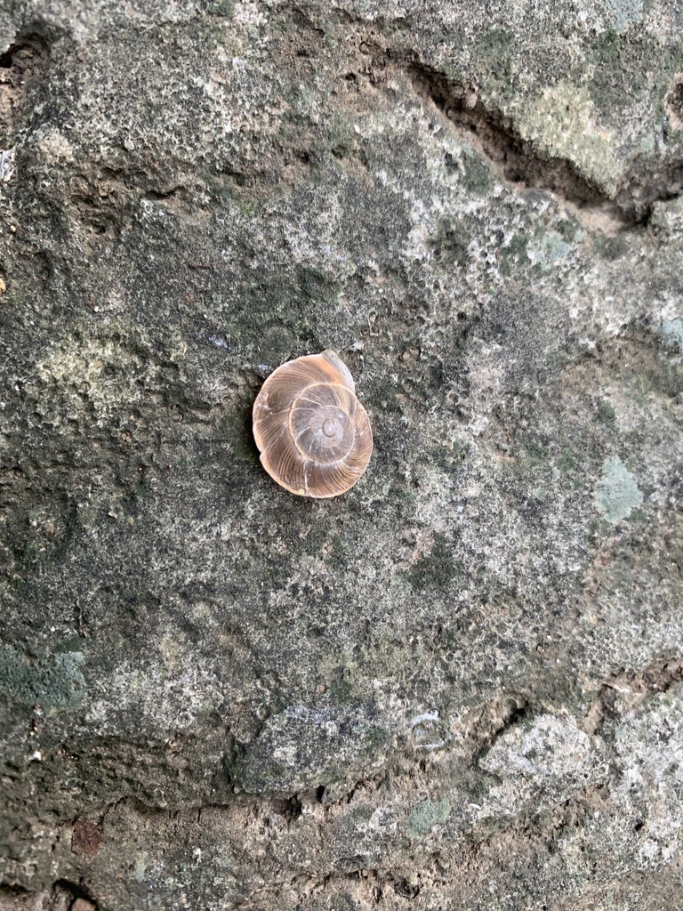 Pseudiberus tectumsinense from 抱犊崮国家森林公园东门停车场, 枣庄市, 山东省, CN on July 23 ...