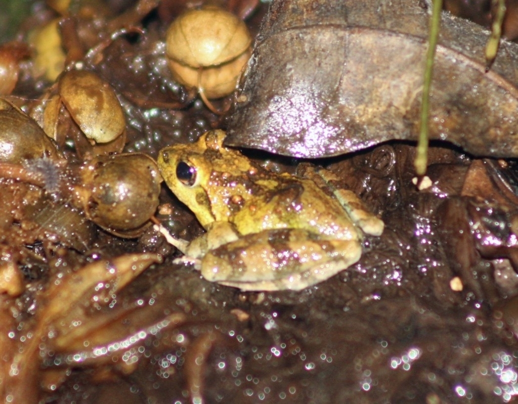 Ryukyu Kajika Frog from Zakimi River Walk Park on July 22, 2023 at 11: ...