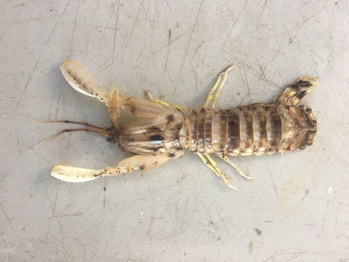 Squilla mantoidea · iNaturalist United Kingdom