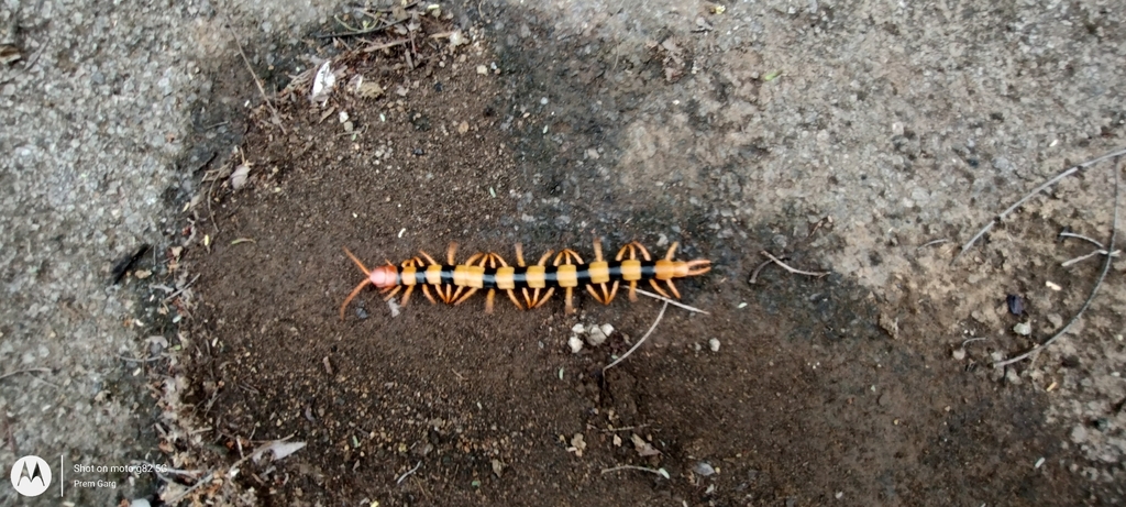 Indian Tiger Centipede from Gurthirayan R.F., Tamil Nadu, India on July ...