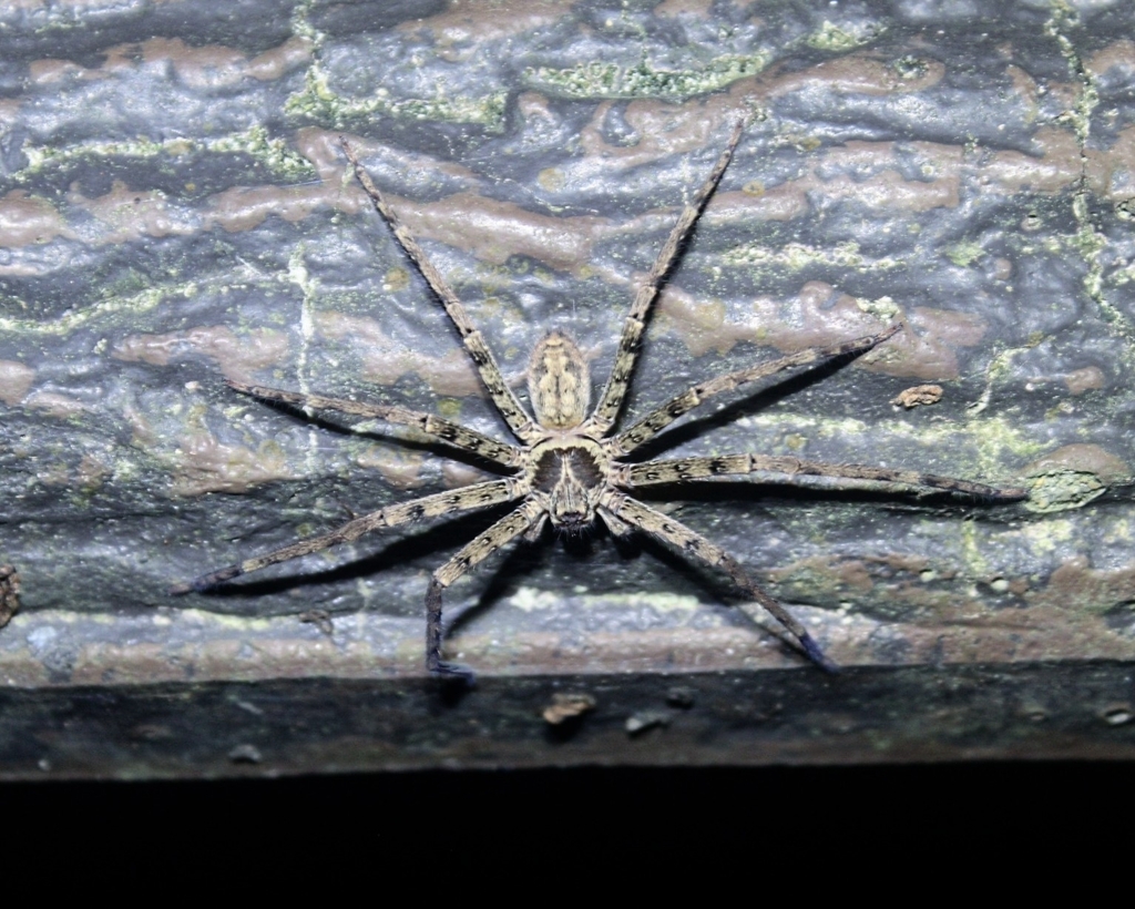 Pantropical Huntsman Spider from Zakimi River Walk Park on July 23 ...