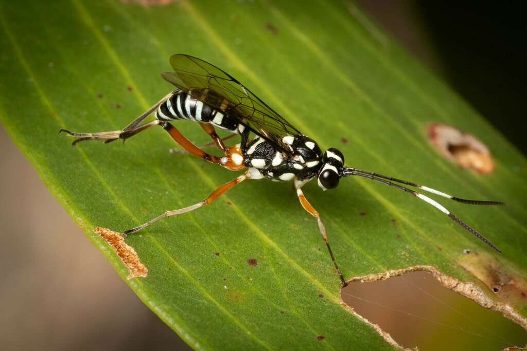 Lemon Tree Borer Parasitoid Wasp from Julatten QLD 4871, Australia on ...