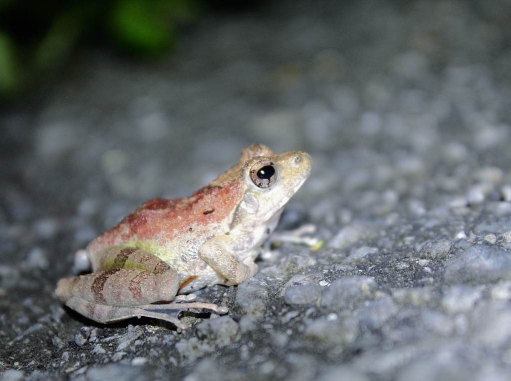 Ryukyu Kajika Frog from Zakimi River Walk Park on July 23, 2023 at 12: ...