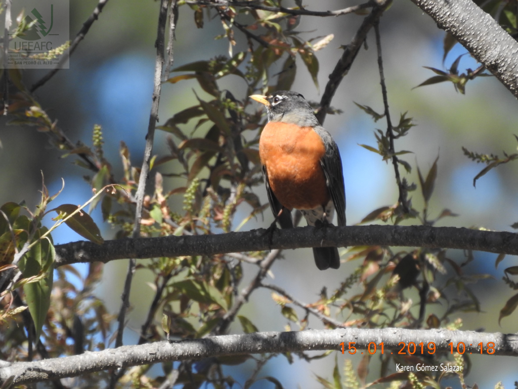 American Robin from Zimatlán de Álvarez, Oax., México on January 15 ...