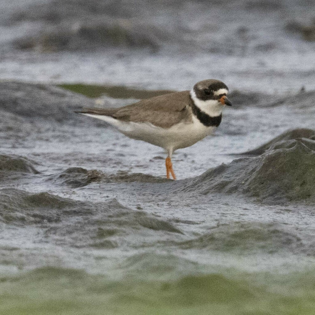 Semipalmated Plover from Shelter Island Heights, NY, USA on July 24 ...