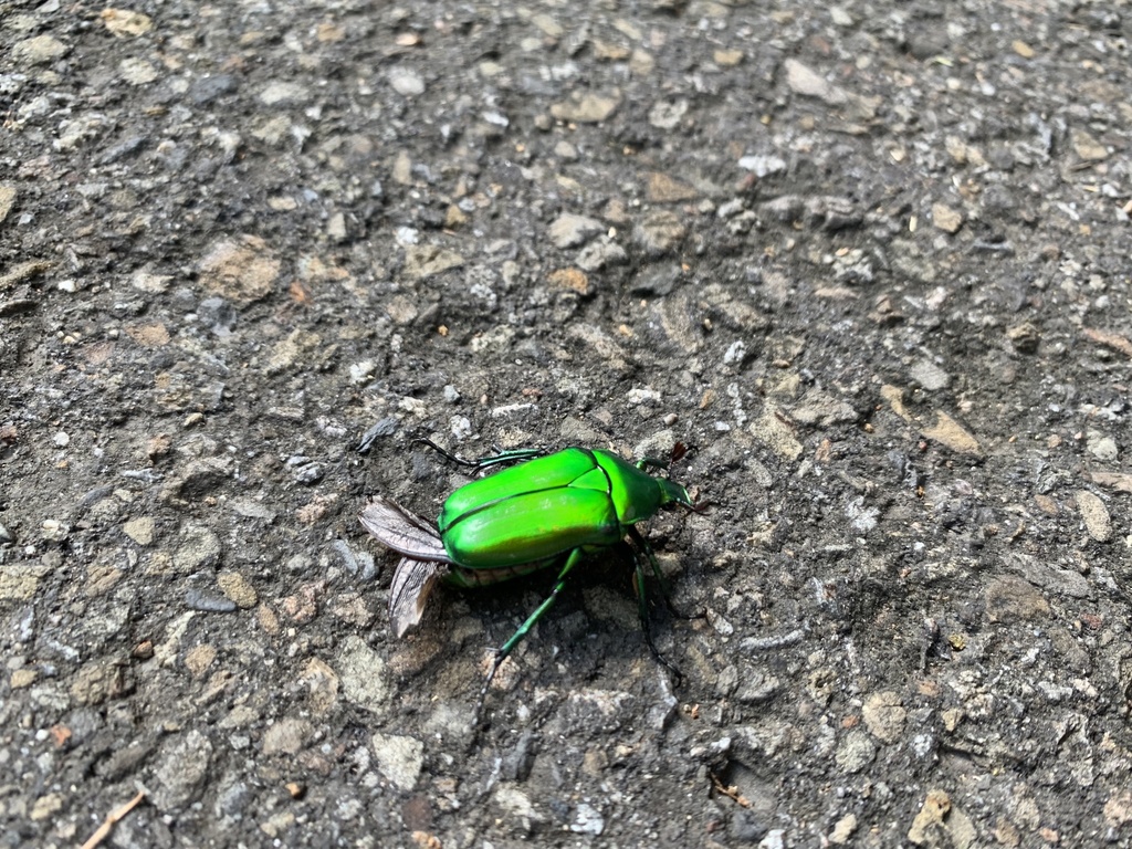 Goliath Beetles, Drone Beetles, and Allies from Taiwan, Fuxing District ...