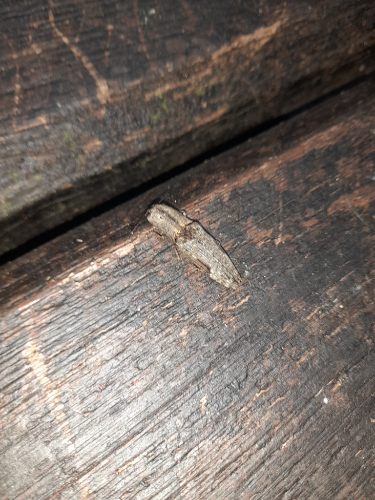 Cryptalaus larvatus from 264台灣宜蘭縣員山鄉湖西村 on July 24, 2023 at 08:15 PM by ...