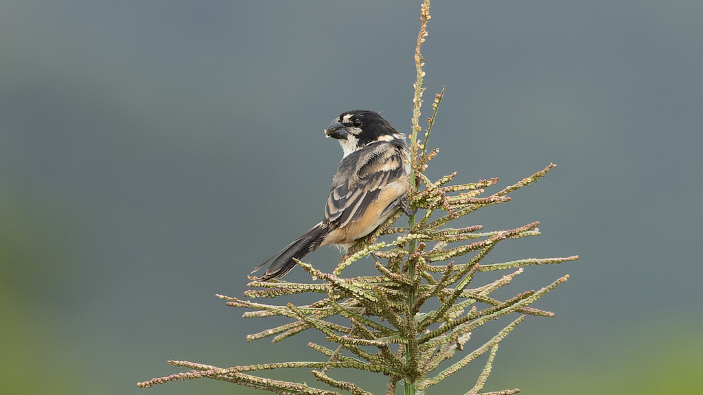 Rusty-collared Seedeater from Itaipu, Niterói - RJ, Brazil on April 8 ...