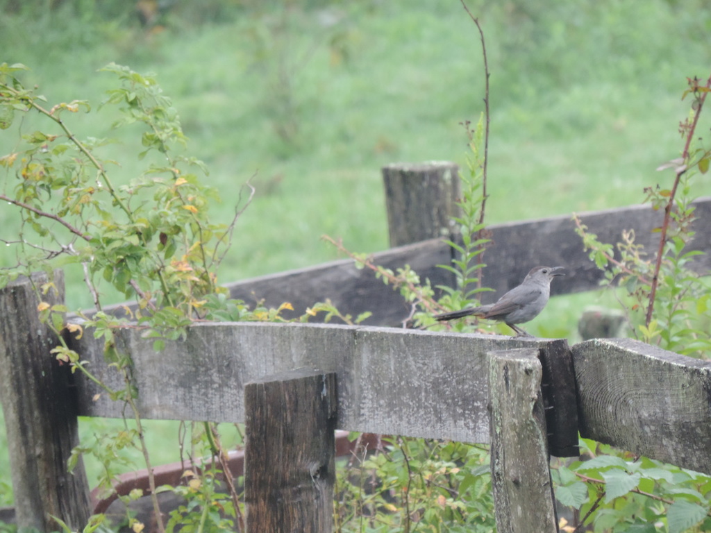 Gray Catbird from Watauga County, NC, USA on August 06, 2015 at 08:45 ...