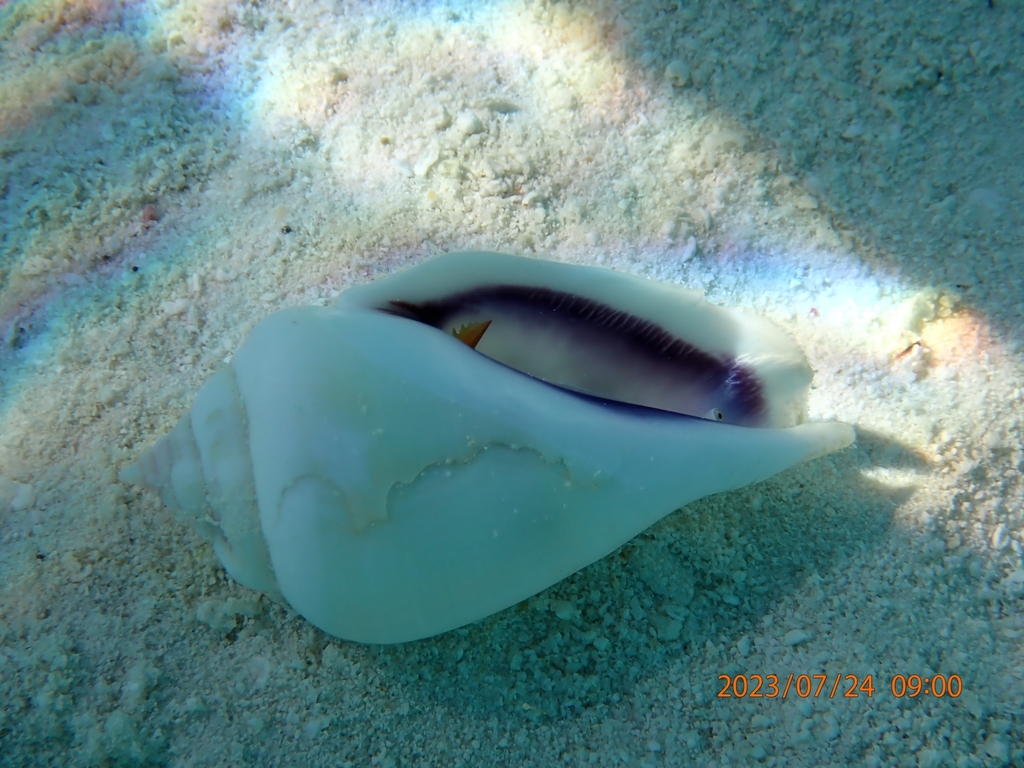 Gibbose Stromb from Maldives on July 24, 2023 at 09:00 AM by Amir ...