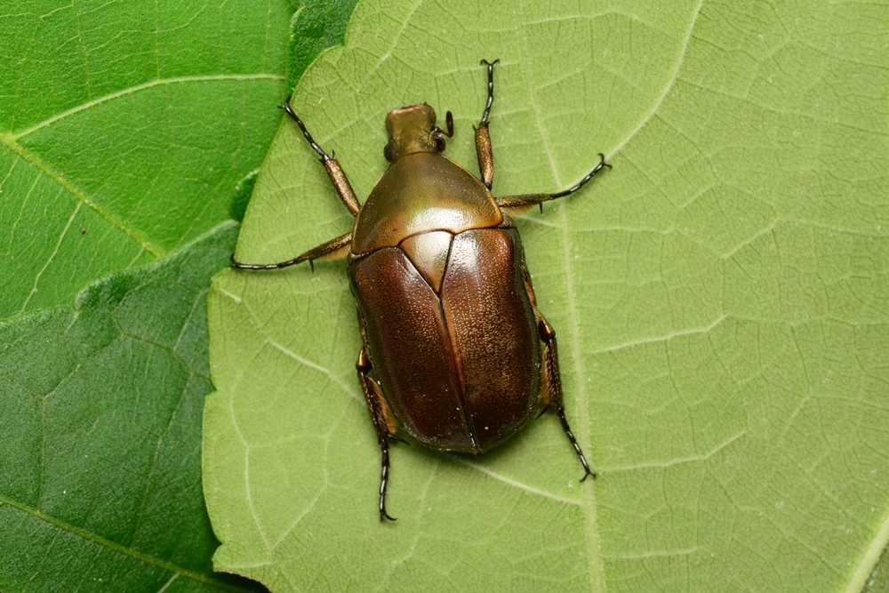 Japanese Drone Beetle from Andeok-myeon, Seogwipo-si, Jeju-do, South ...