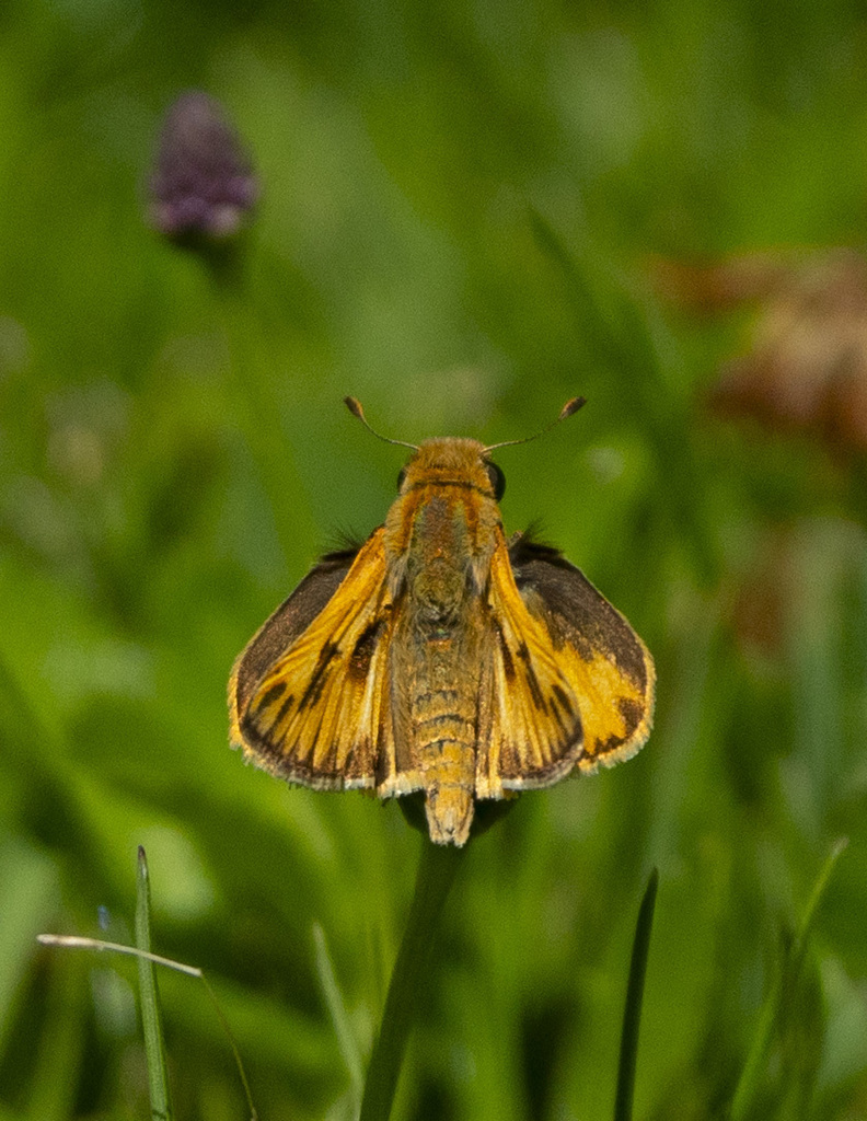Fiery Skipper from 1550 Wildcat Canyon Rd, Berkeley, CA 94708, USA on ...