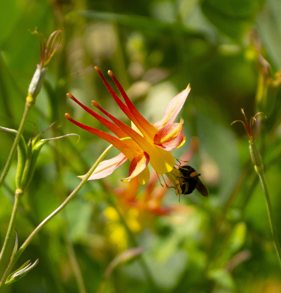 Pyrobombus from 1550 Wildcat Canyon Rd, Berkeley, CA 94708, USA on July ...