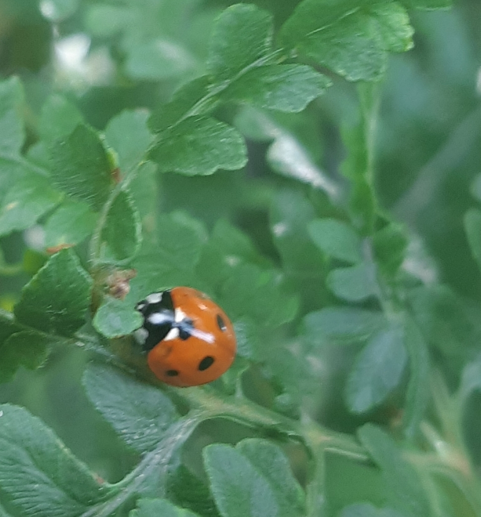 Seven-spotted Lady Beetle from Écalles-Alix, France on July 24, 2023 at ...