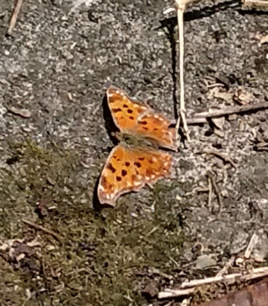 Eastern Comma from Sarsfield, ON K0A 3E0, Canada on May 18, 2023 at 12: ...