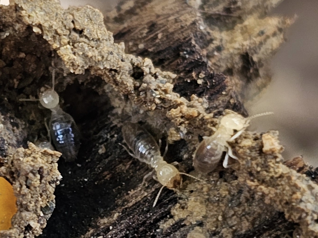 Termites from Redlynch QLD 4870, Australia on July 23, 2023 at 02:28 PM ...