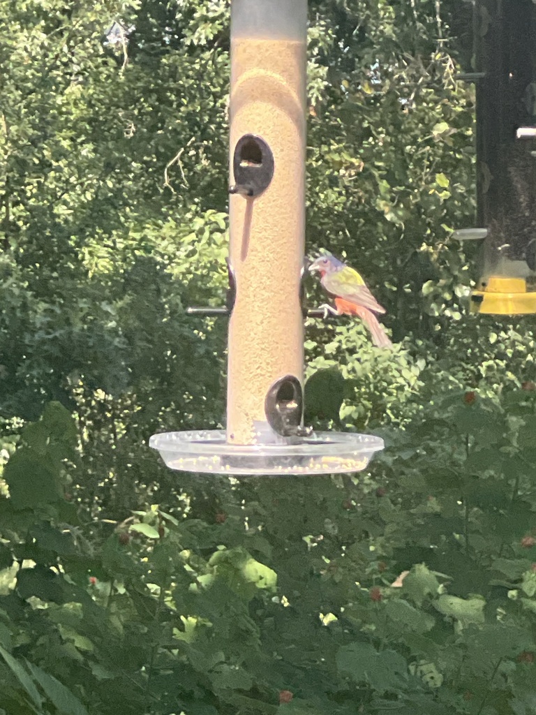 Painted Bunting from Promontory Dr, Cedar Hill, TX, US on July 24, 2023 ...